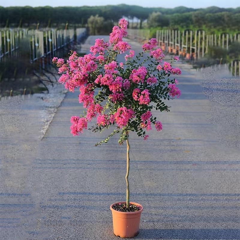 Mixed Colors Lagerstroemia Seeds (30 Seeds/pack) Bonsai Tree Seeds for ...