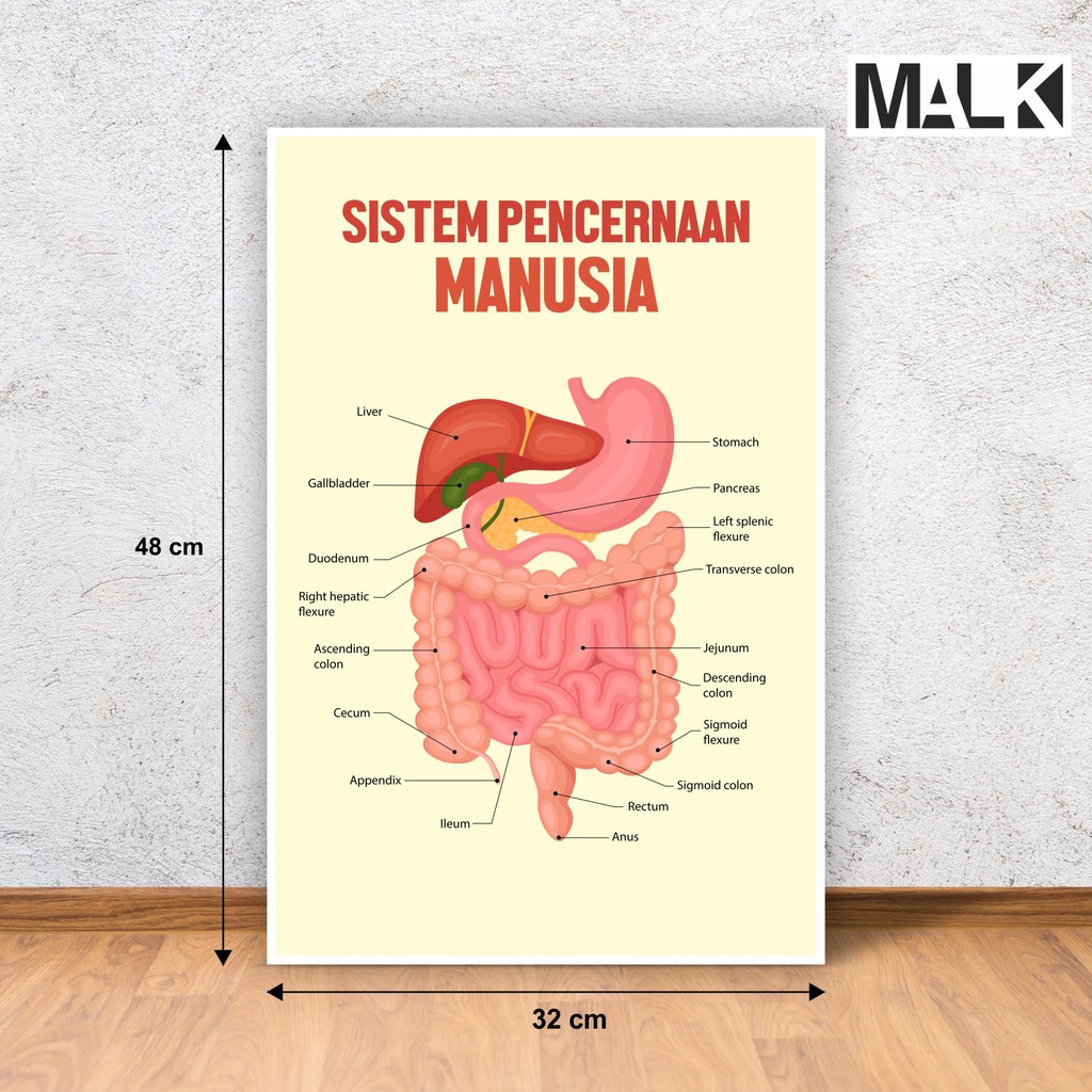 Human digestive system Poster | Shopee Philippines