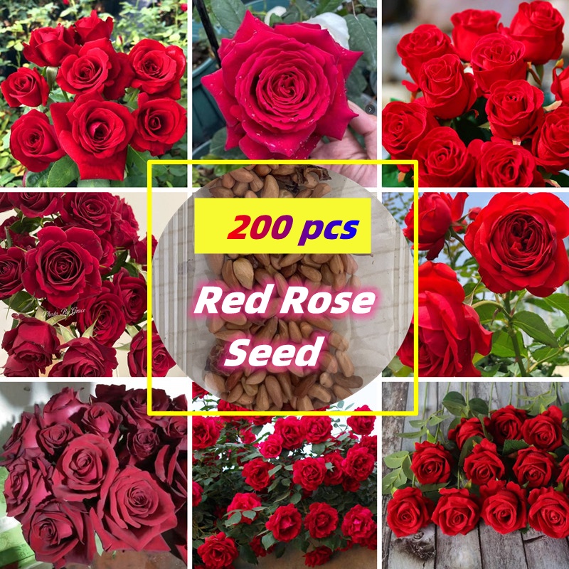 50PCS Red Rose Seeds for Planting Red Rose Flower Seeds for Gardening ...