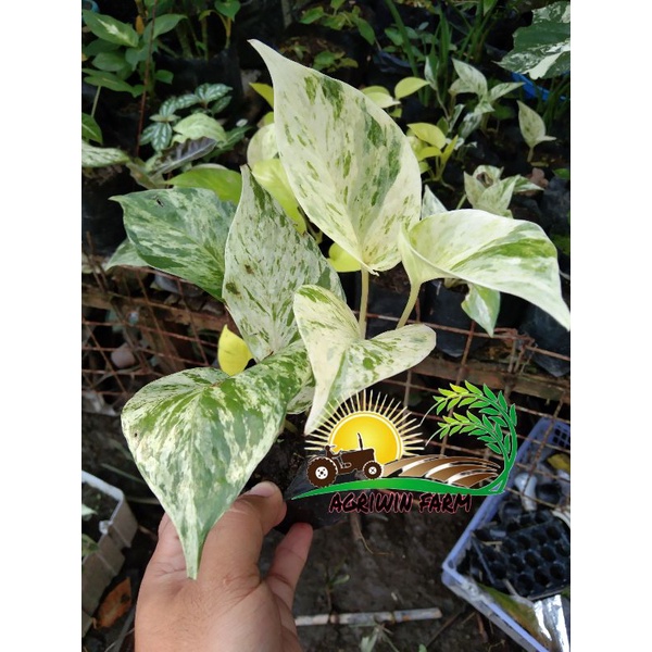 Pothos plant/neon pothos/marble queen pothos | Shopee Philippines