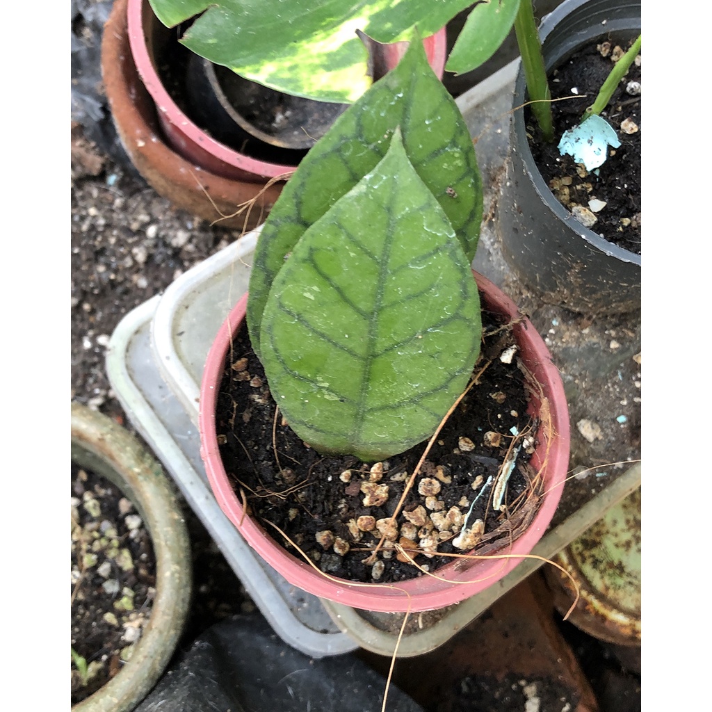 hoya callistophylla well rooted established cutting rare indoor house ...