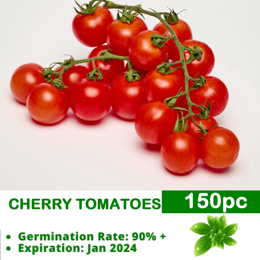 Vegetables Seeds kamatis talong pechay ampalaya sigarilyas upo lettuce ...