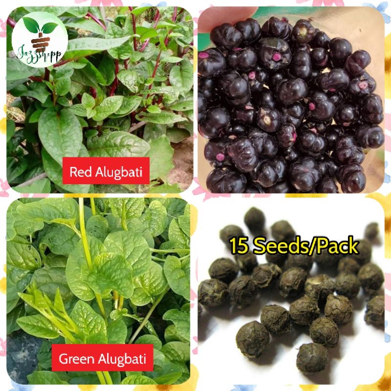 Alugbati Seeds Red & Green Malabar spinach Seeds for Planting | Shopee ...