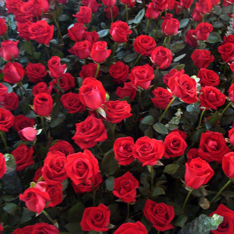 50PCS Red Rose Seeds for Planting Red Rose Flower Seeds for Gardening ...