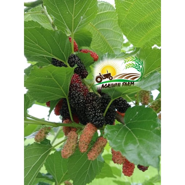 Australian hybrid mulberry/ mulberry seedling/rooted mulberry. | Shopee ...