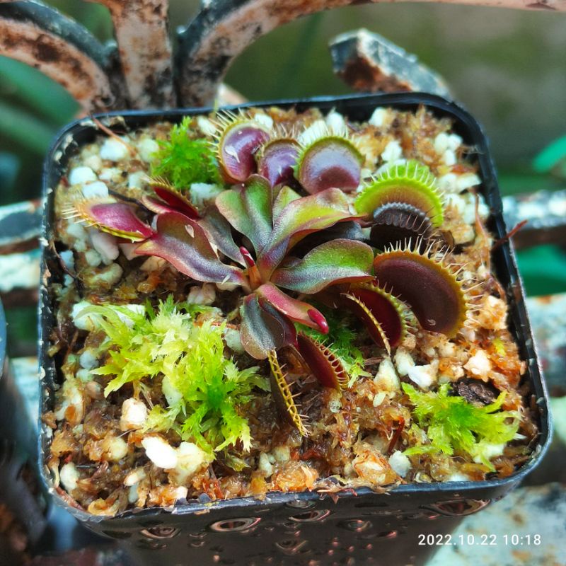 Dionaea Muscipula | Venus Flytrap | Shopee Philippines
