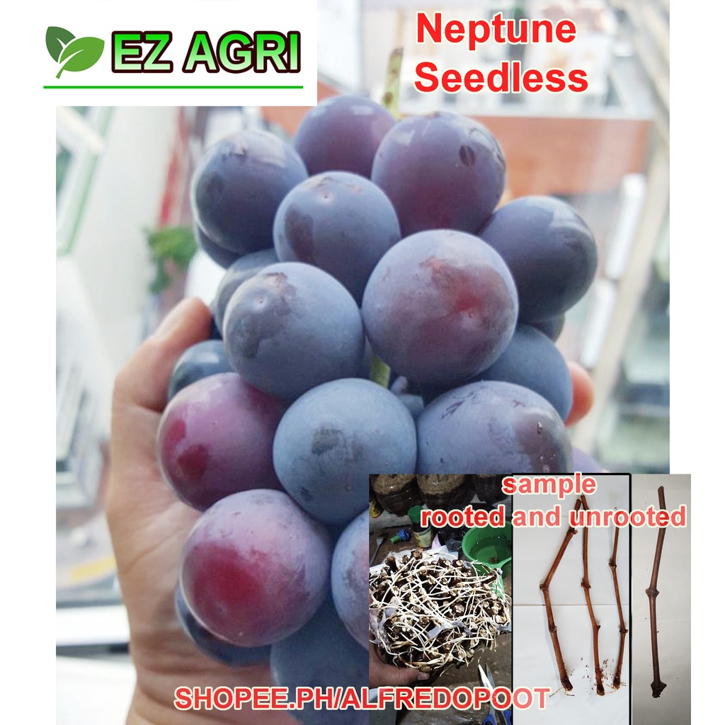 buy 1 take 1 Rooted Grapes plants and cuttings may dahon na red blue ...