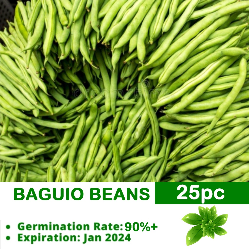 Vegetables Seeds kamatis talong pechay ampalaya sigarilyas upo lettuce ...