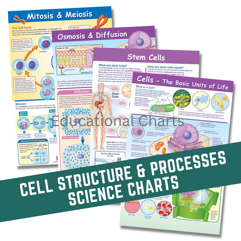 SCIENCE EDUCATIONAL POSTERS CELL CELLS MITOSIS MEIOSIS MITOSIS MEIOSIS ...