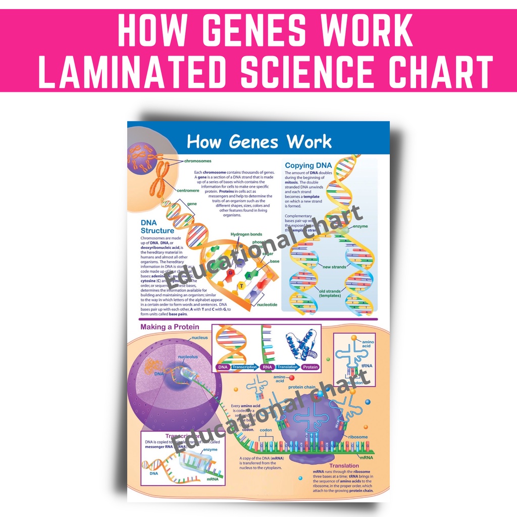 HOW GENES WORK POSTERS CHARTS I ALL ABOUT SCIENCE CHARTS, A4 Size ...