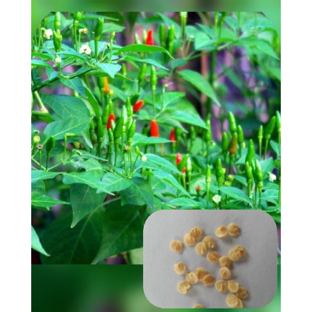 Native Sili Labuyo (10 seeds) | Shopee Philippines