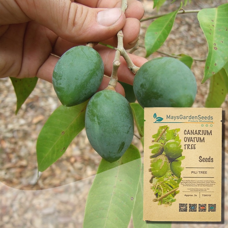 Pili Tree Seeds, Canarium Ovatum Seeds, Tree Seeds#019 | Shopee Philippines
