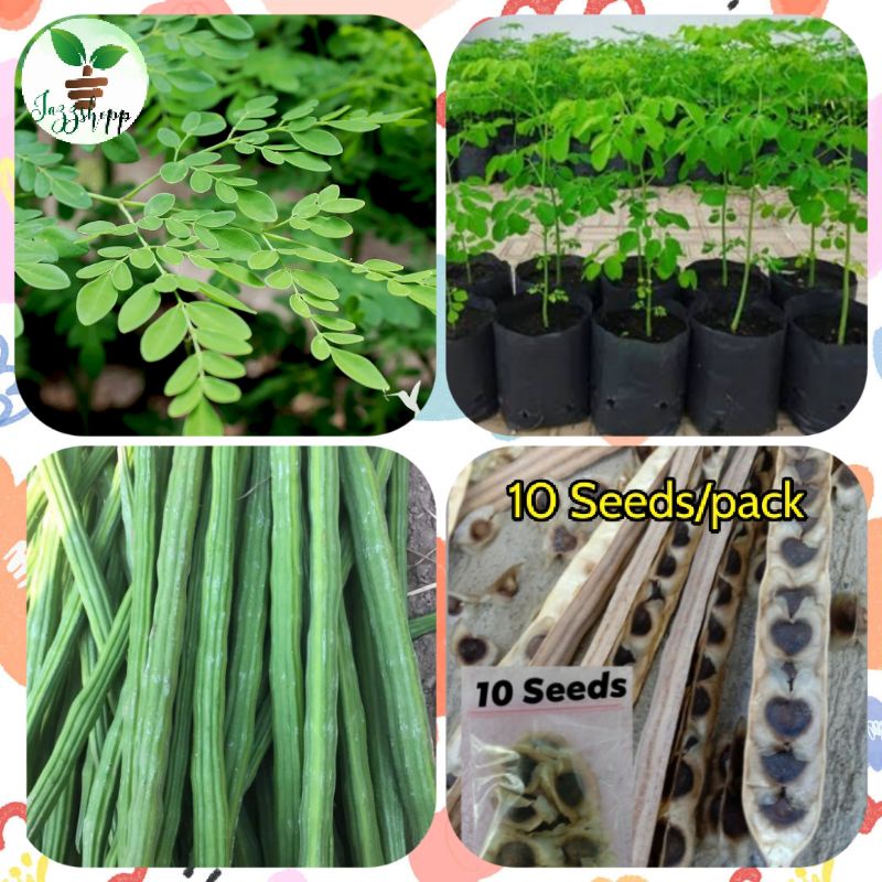 Native Malungay Moringa Seeds for Planting (New Harvest) | Shopee ...