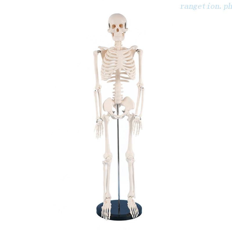 RAN Human Skeleton Model for Anatomy 85cm Anatomical Human Skeleton ...