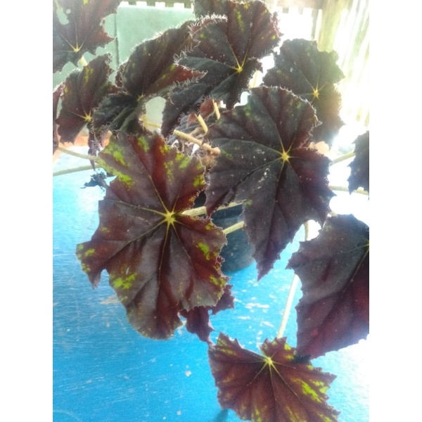 BEGONIA HERACLEIFOLIA/STARLEAF /LIVE PLANT (small -medium-big) | Shopee ...