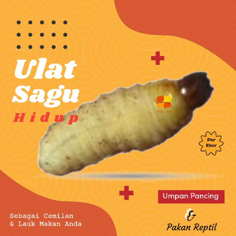Sago Caterpillars / Larva Rhychophorus Ferrugineus | Shopee Philippines