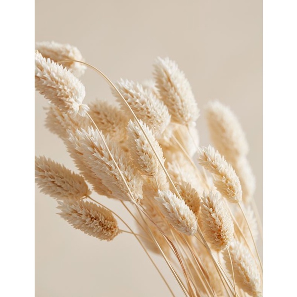DRIED PHALARIS/ DRIED REAL FLOWER/preserved dried flower | Shopee ...