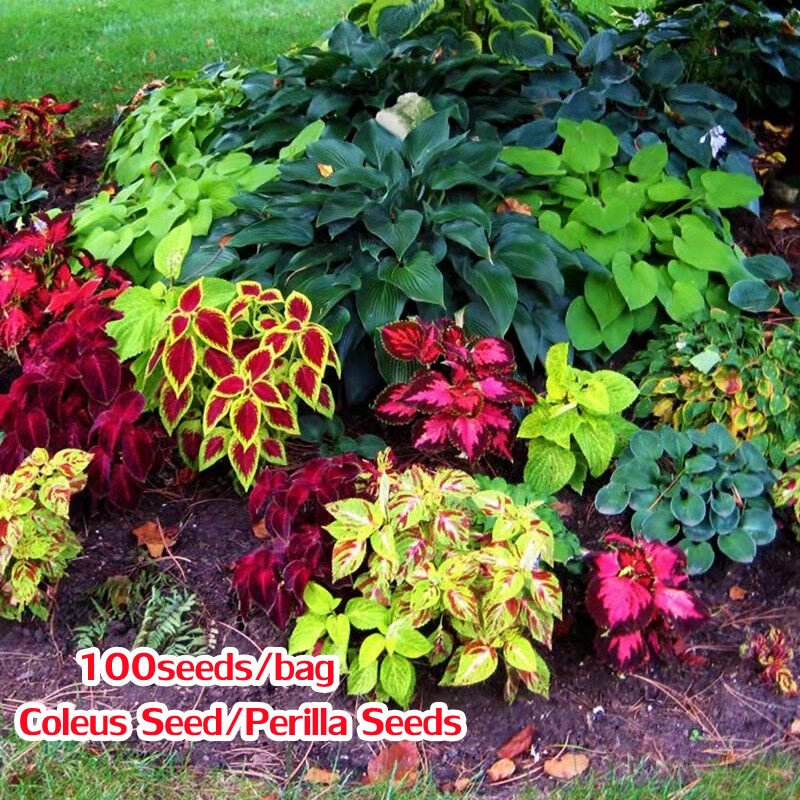 100 Seeds Colorful Coleus Seed / Perilla Seed for Sale Mix Color Flower ...