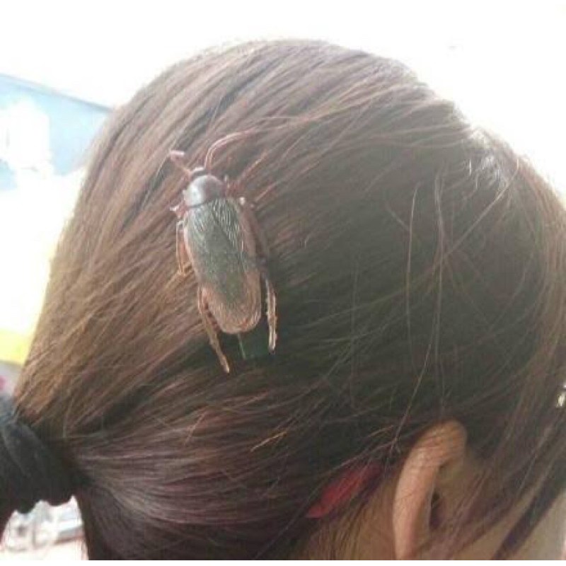 ๑۩Lizard / Cockroach Hair Pin / Hair Clip - From Thailand | Shopee ...