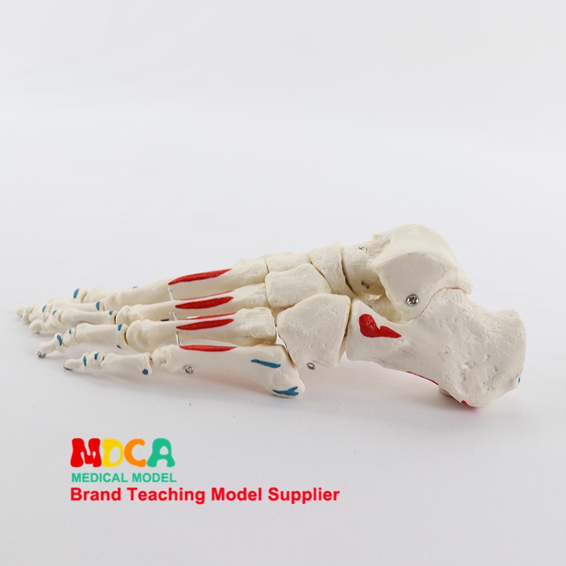 1: 1 Large Small Foot Bone Model Muscle Stop Point Logo Ankle Anatomy ...