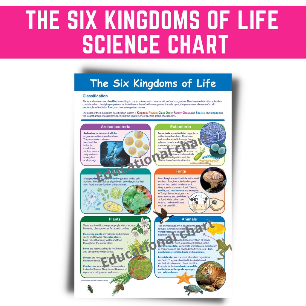 THE SIX KINGDOM OF LIFE POSTERS CHARTS I ALL ABOUT SCIENCE CHARTS, A4 ...