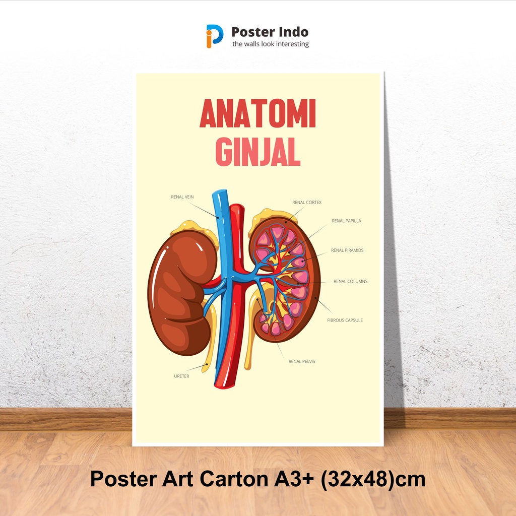 Kidney Anatomy Poster | Shopee Philippines