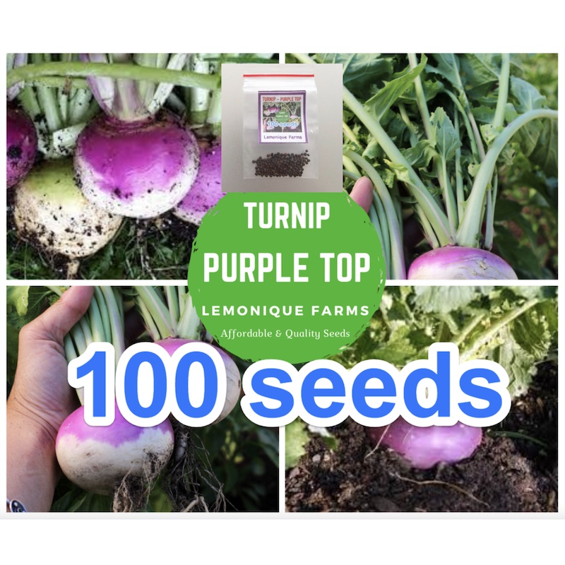 "TURNIP seeds | purple turnip | white turnip | white egg turnip seeds | purple top turnip seeds ...
