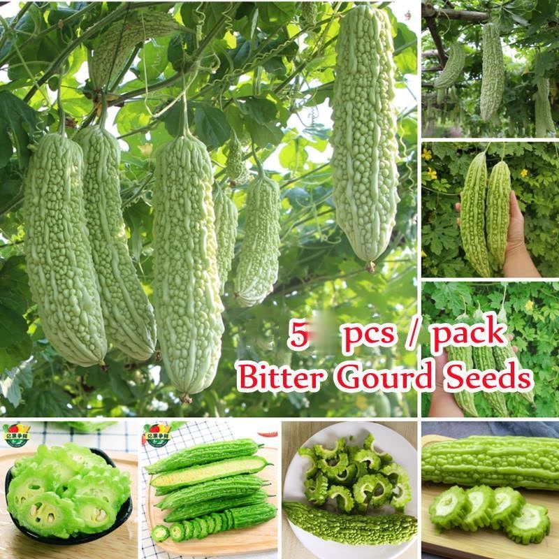 Bitter Gourd Seeds for Planting 5PCS Balcony Garden Potted Vegetable ...