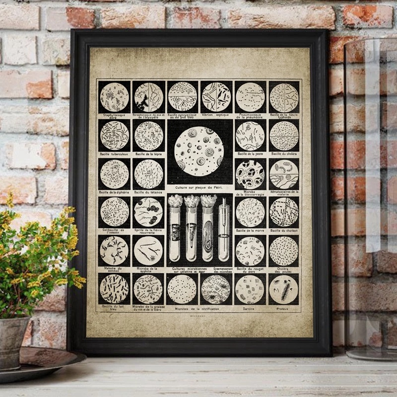 Frameless Bacteria Prints Microbes Poster Bacteria Biology Wall Art ...