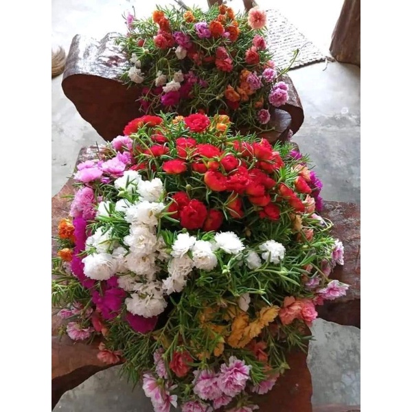 Vietnam Rose rooted |Vietnam rose collection| Vietnam rose| alas dies ...
