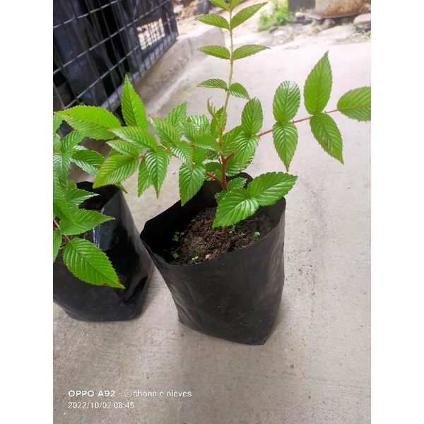 Sampinit/wildRaspberry/potted | Shopee Philippines