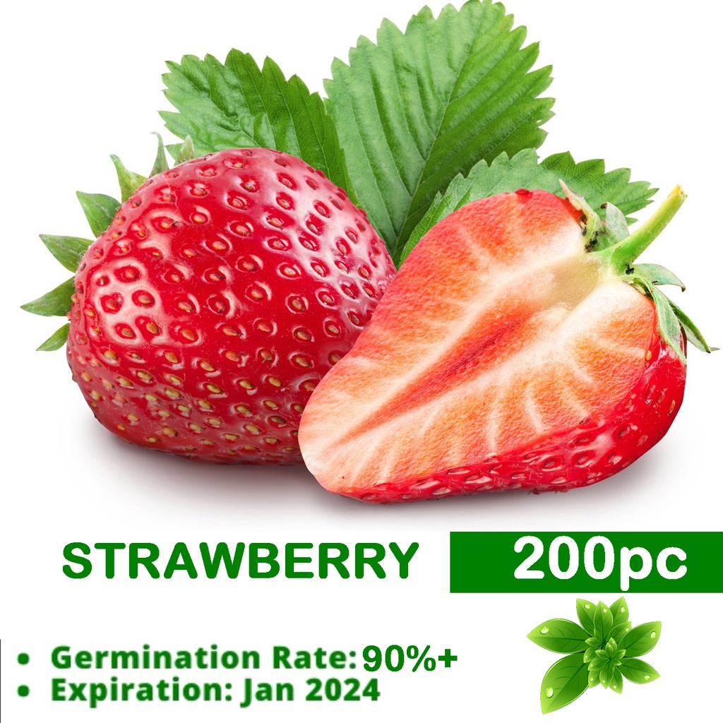 Vegetables Seeds kamatis talong pechay ampalaya sigarilyas upo lettuce ...