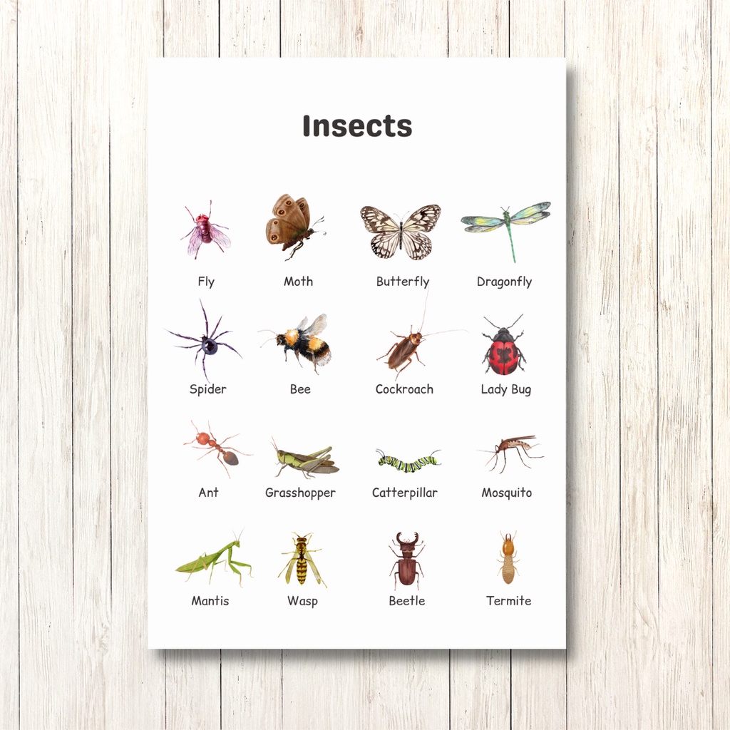 A3 A4 Laminated Educational Poster, Animal Farm Animals Sea Fruit ...