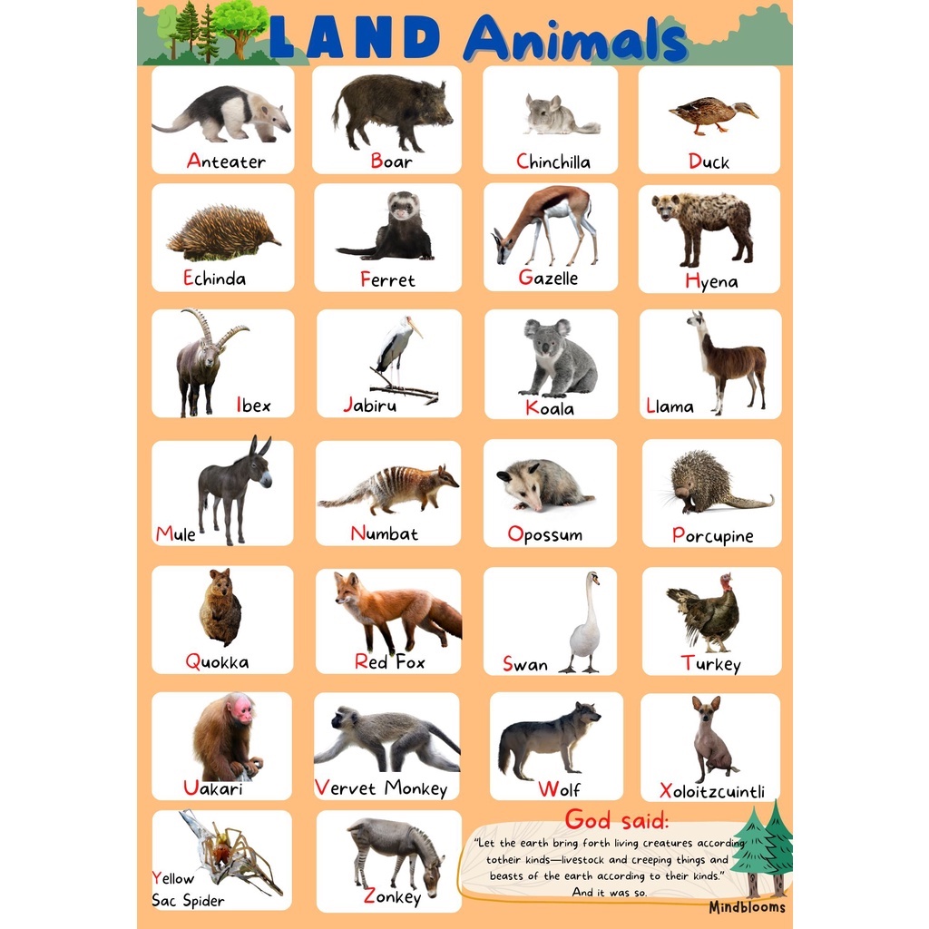 A4 Laminated Educational Poster, Learning Charts for Kids Toddlers ...