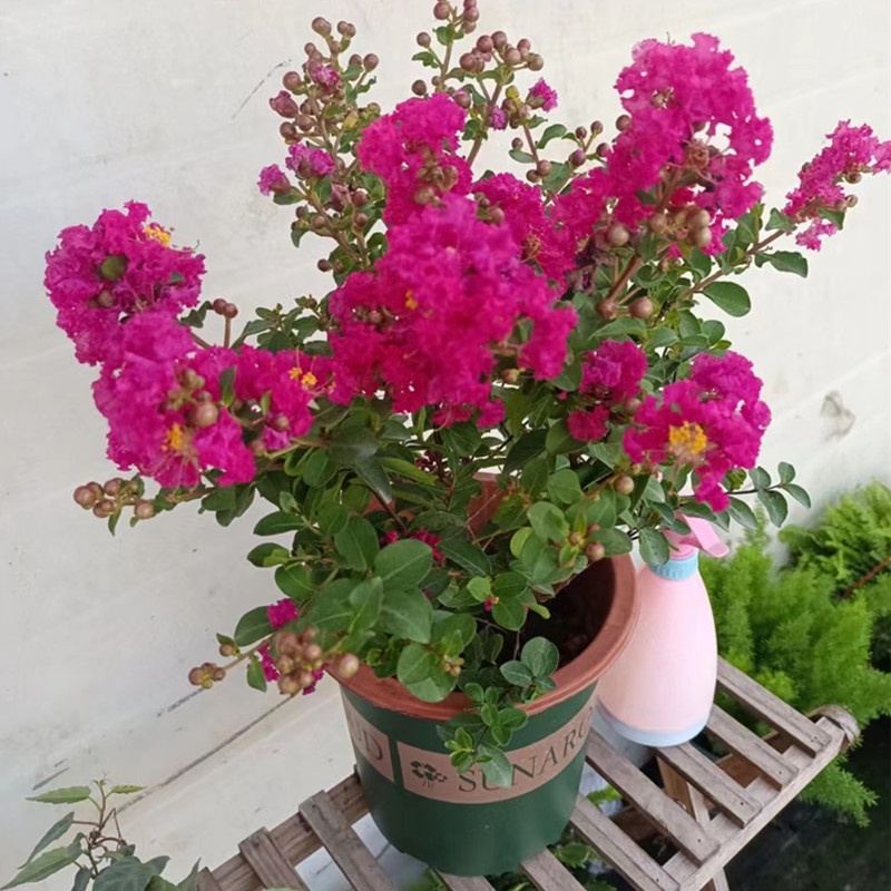 Mixed Colors Lagerstroemia Seeds (30 Seeds/pack) Bonsai Tree Seeds for ...