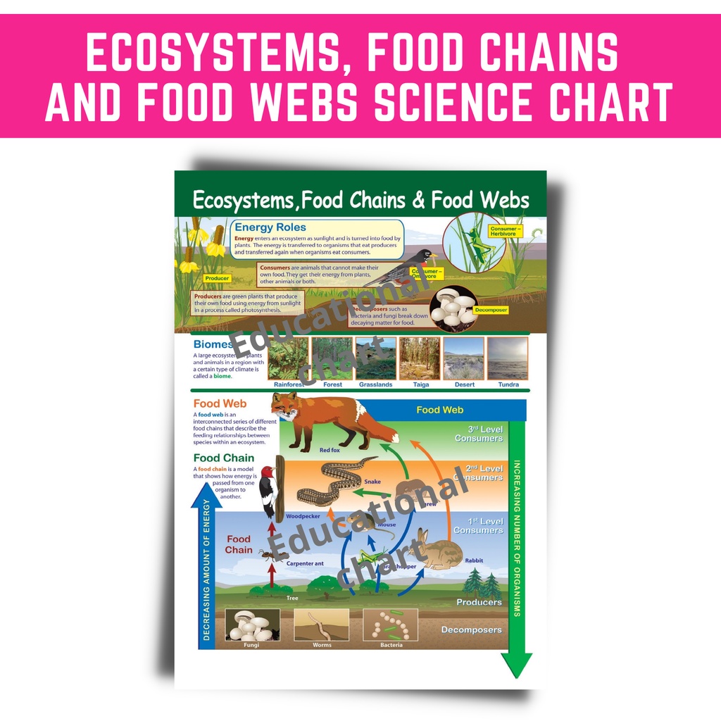 ECOSYSTEMS FOOD CHAINS & FOOD WEBS POSTERS CHARTS I ALL ABOUT SCIENCE ...