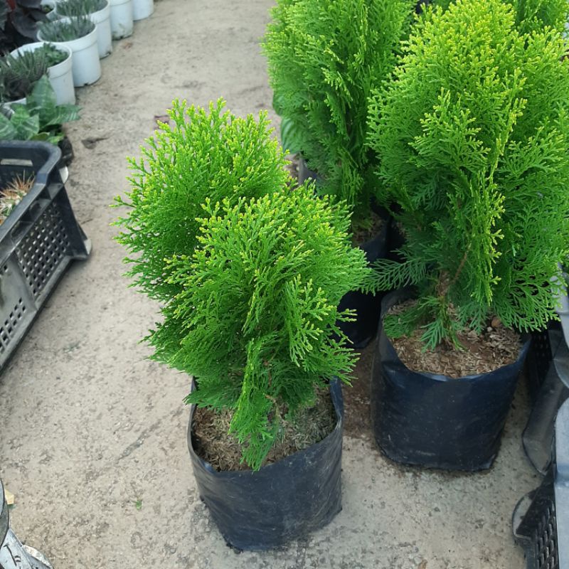 fan cypress/tree | Shopee Philippines