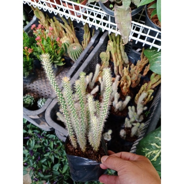 Thailand cobra cactus | Shopee Philippines