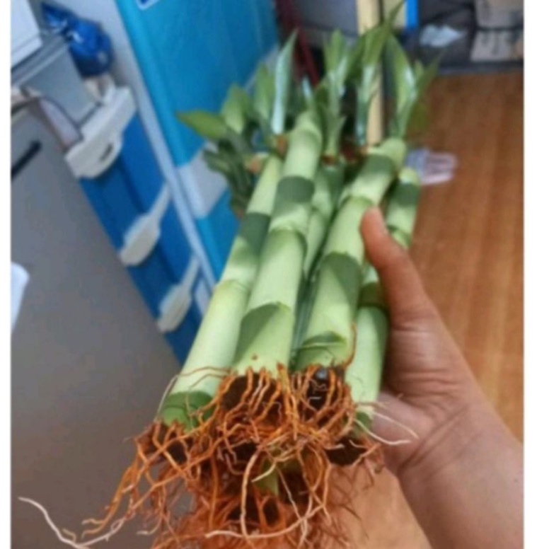 Long Stalk bundle of 30 pcs | Shopee Philippines