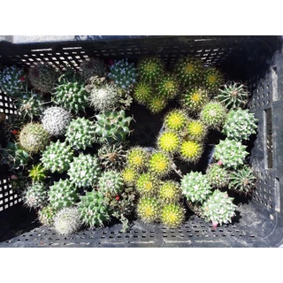 CACTUS - Best Prices and Online Promos - May 2024 | Shopee Philippines