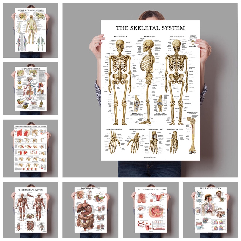 Frameless Human Anatomy Canvas Painting Muscle Posters Print Human Body ...