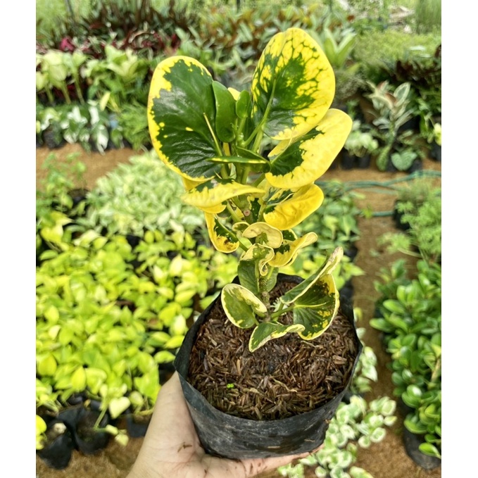 Yellow Dove / Gold Coin Crotons (ESTABLISHED) | Shopee Philippines