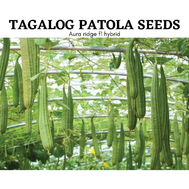 TAGALOG PATOLA Seeds/Aura ridge f1 ( 10 seeds ) - 1 pack | Shopee ...