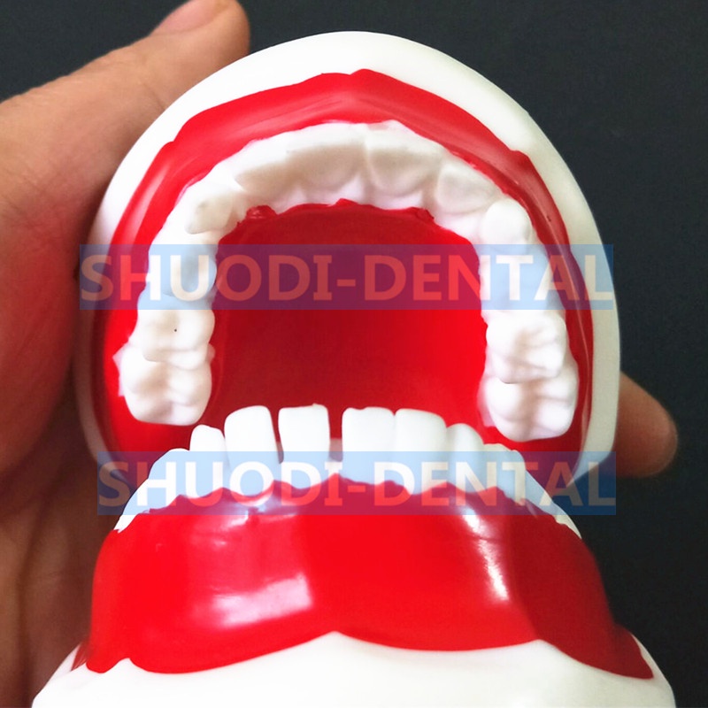 Dental Training Model for Children Standard Dental Kids Teeth Model ...