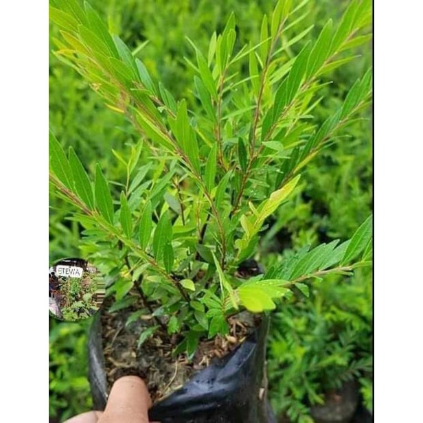 Japanese bush per plant BUY 10 GET 1 FREE | Shopee Philippines