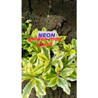 YELLOW MOA PLANT/GOLDEN NEON (Small--Medium-Big) | Shopee Philippines