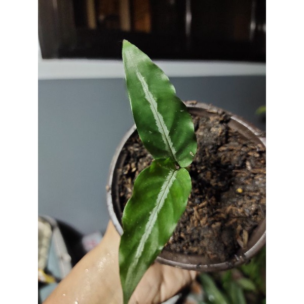 Calathea Micans Slim Ecuadorian Prayer, Prayer Stuff | Shopee Philippines