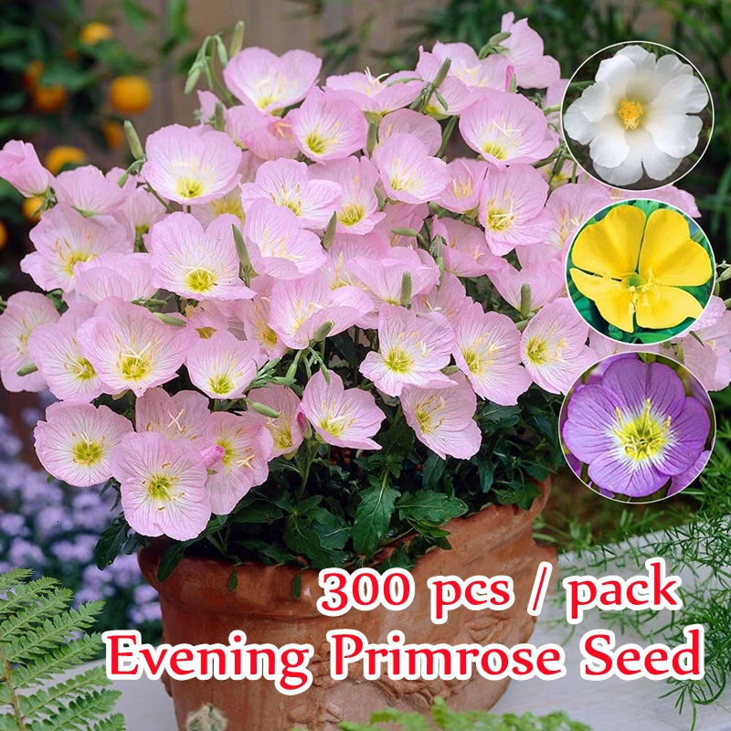 300pcs Evening Primrose Seed for Planting Bonsai Flower Seeds Air Plant ...