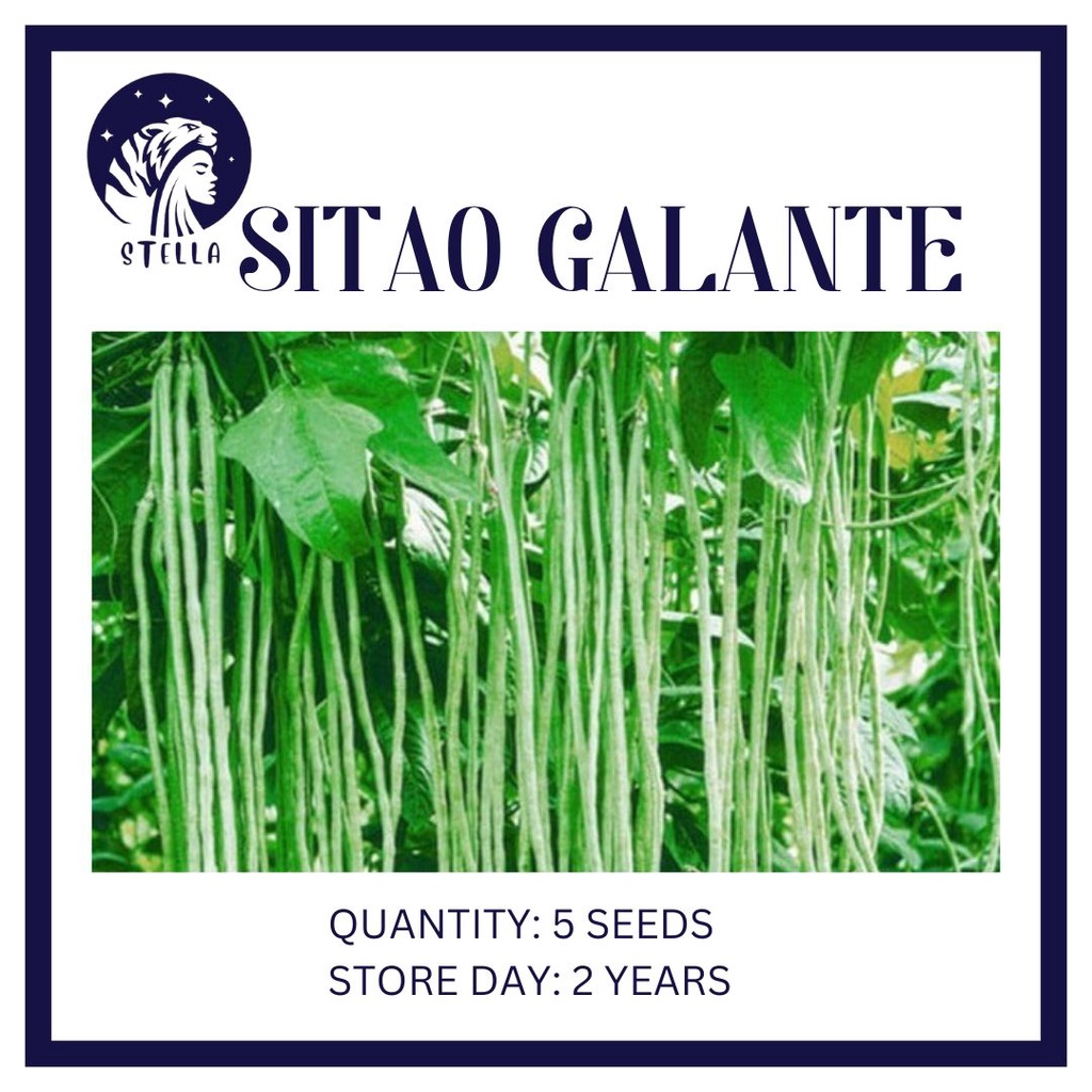 High Quality Sitao Galante (5 seeds) | Shopee Philippines