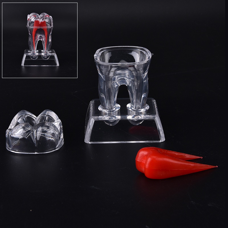 1Pc Dental Crystal Base Hard Plastic Teeth Tooth Molar Model for study ...